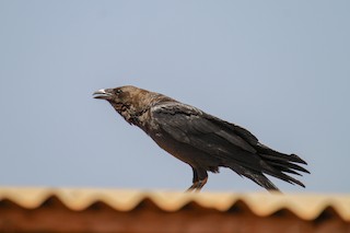 Somali Crow - Corvus edithae - Birds of the World