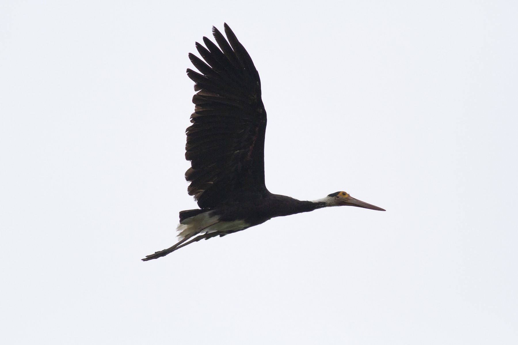 Storm's Stork - eBird