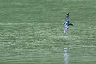 Glossy Swiftlet - Collocalia esculenta - Birds of the World