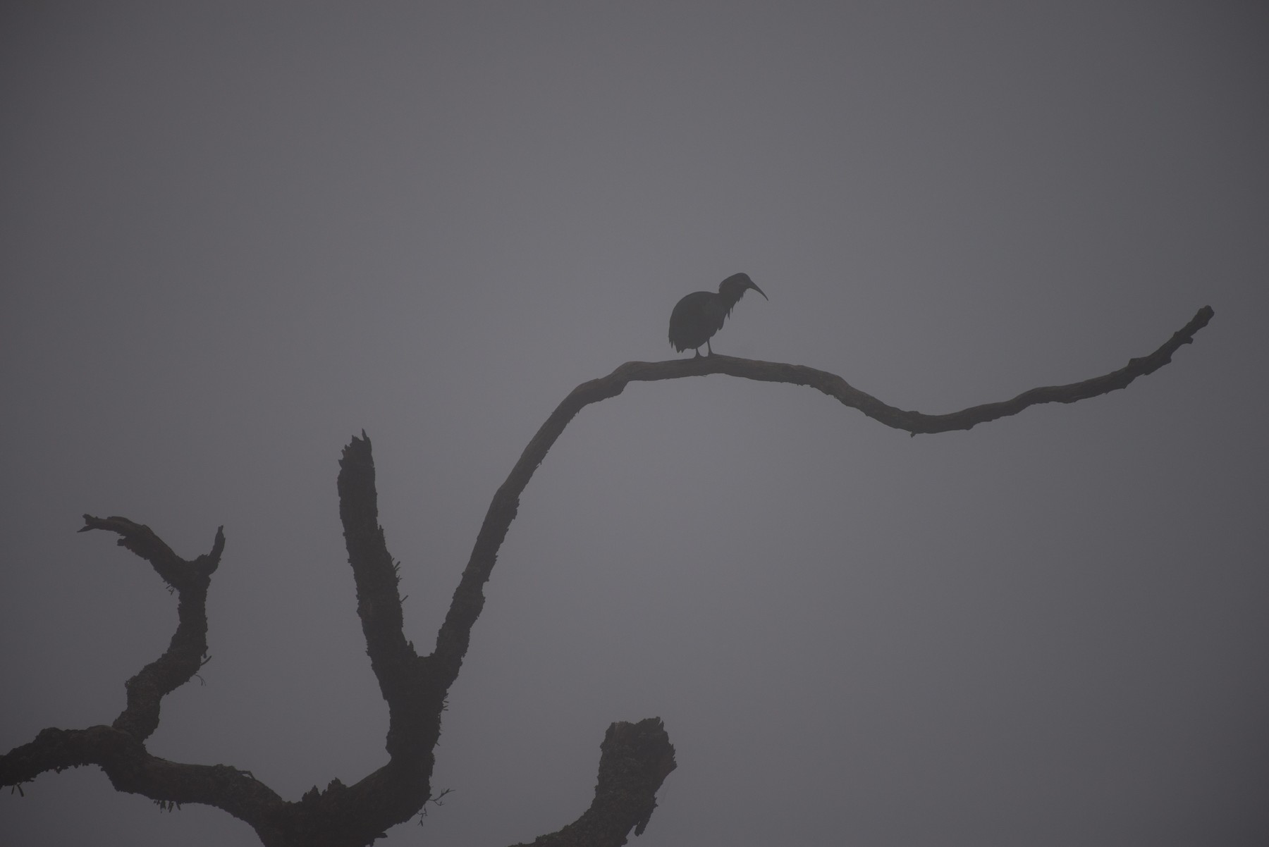 Olive Ibis - eBird