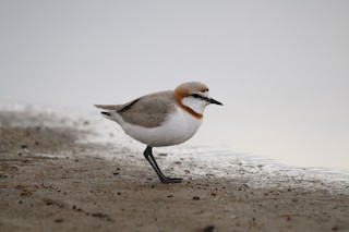 Chestnut-banded Plover - Charadrius pallidus - Birds of the World