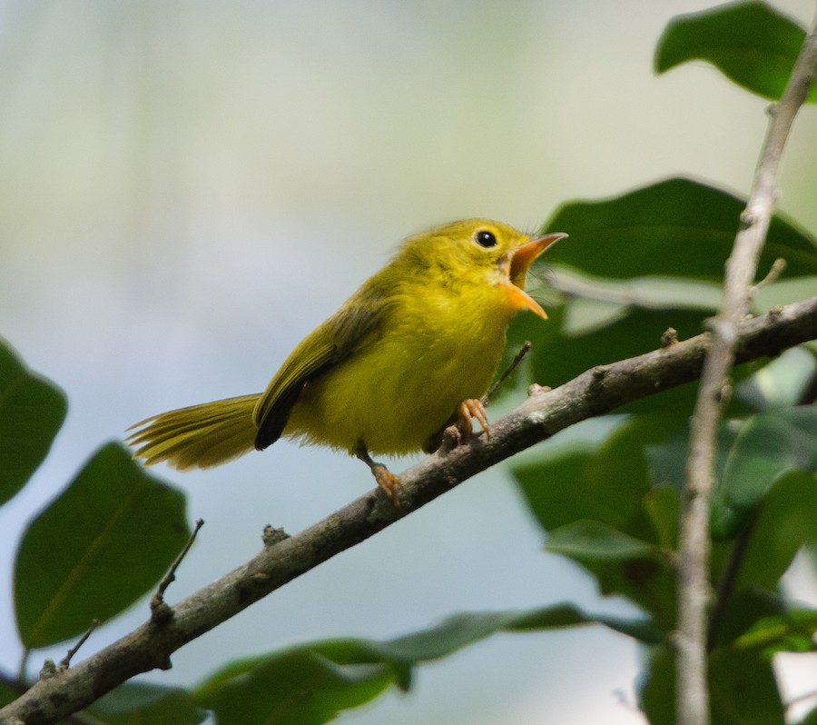 Yellow Flycatcher - eBird