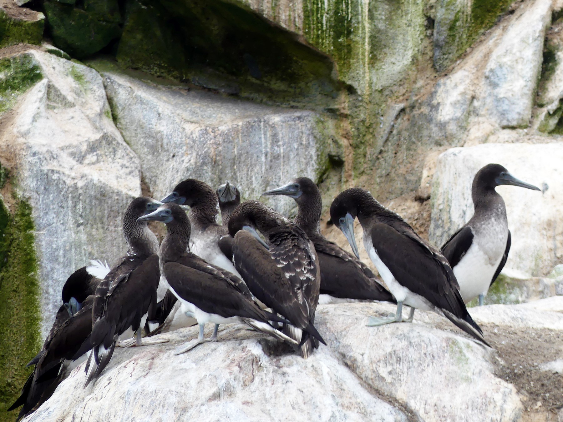 Peruvian Booby - eBird