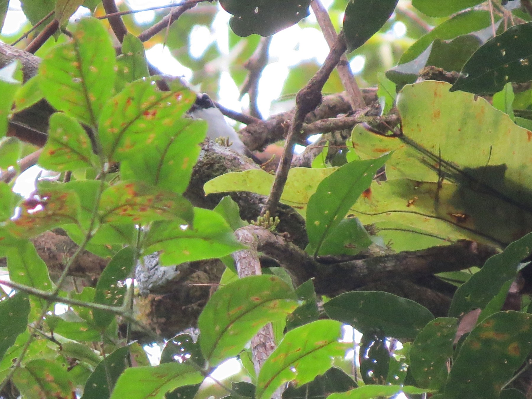 Sumatran Laughingthrush - eBird