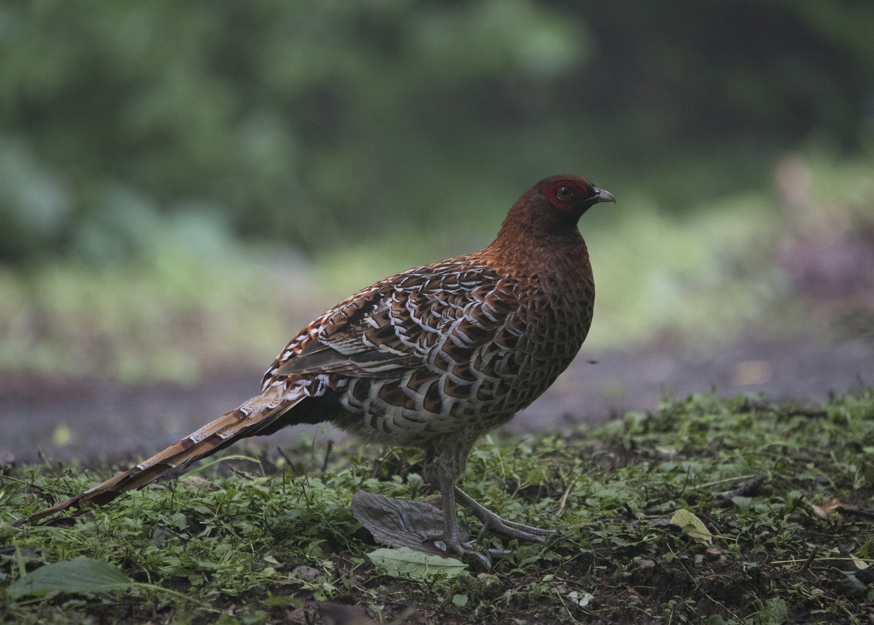 Copper Pheasant - eBird