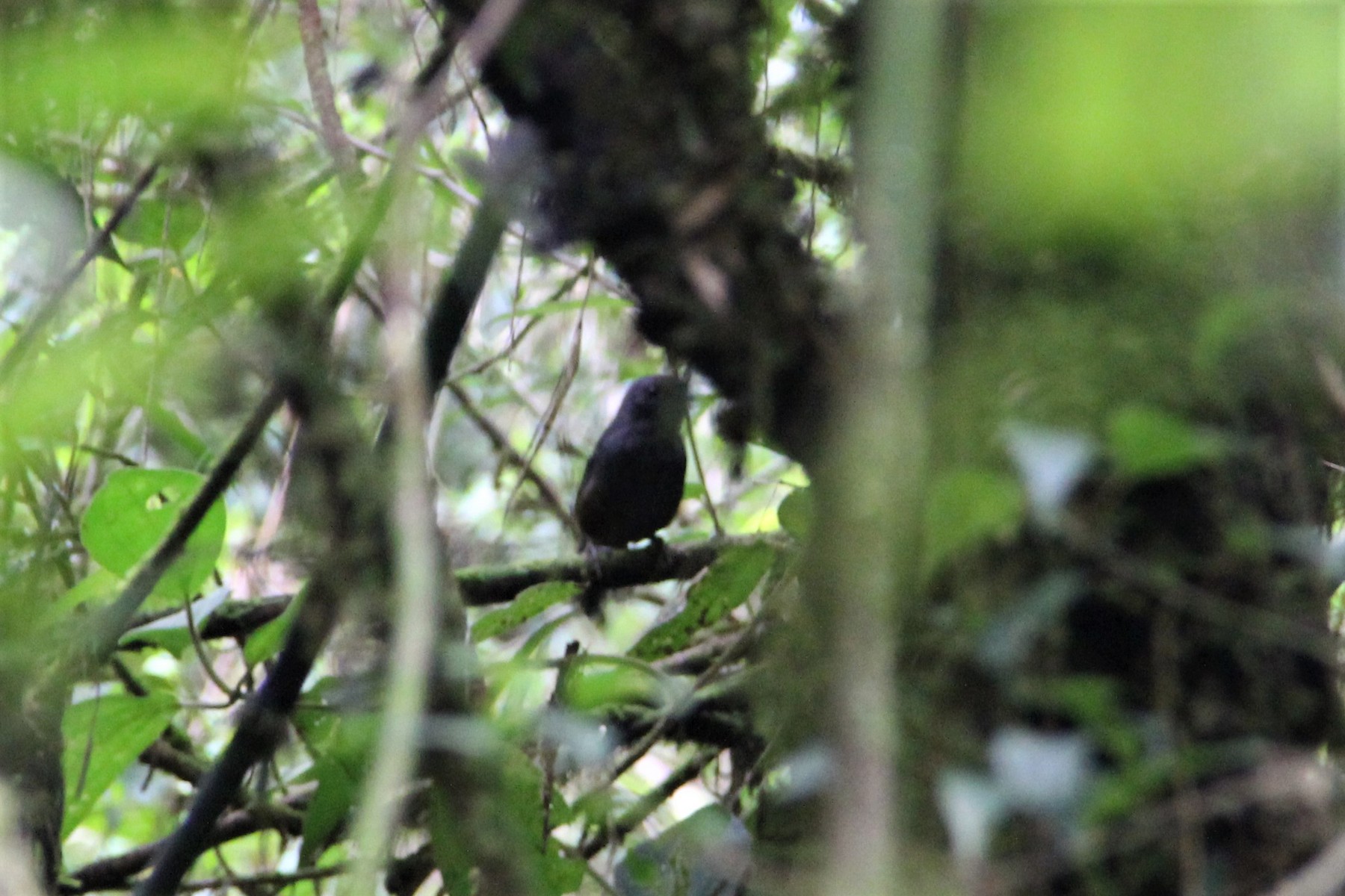 Rufous-vented Tapaculo - eBird