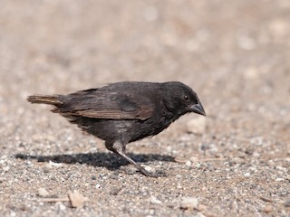 Sharp-beaked Ground-Finch - Geospiza difficilis - Birds of the World