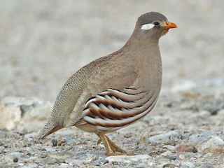 Sand Partridge - Ammoperdix heyi - Birds of the World