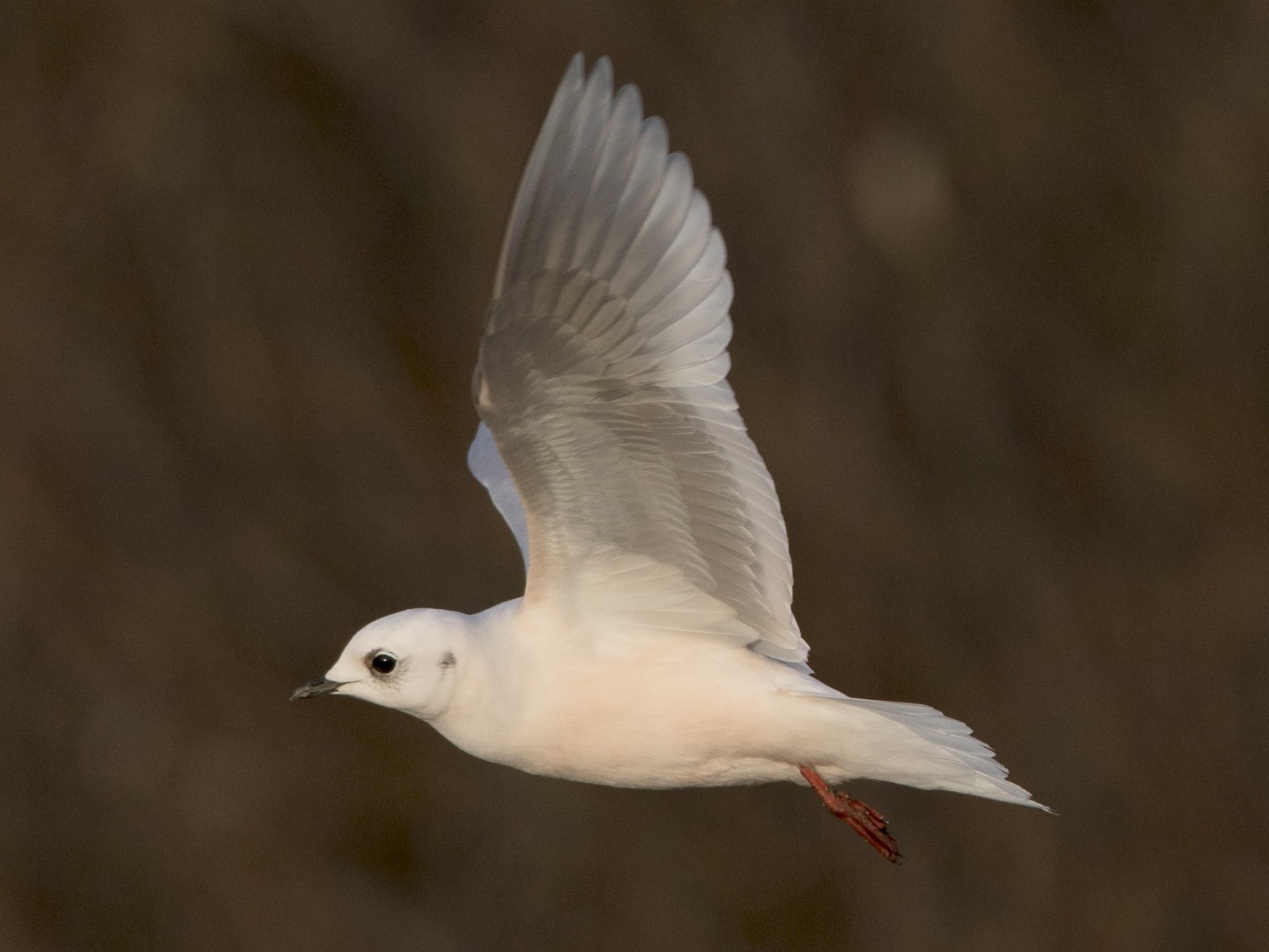 Ross's Gull - eBird