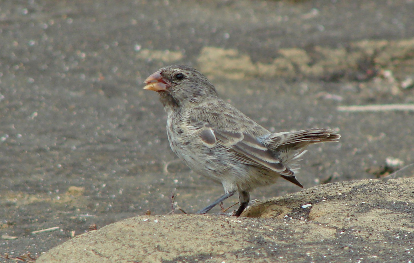 Sharp-beaked Ground-Finch - eBird