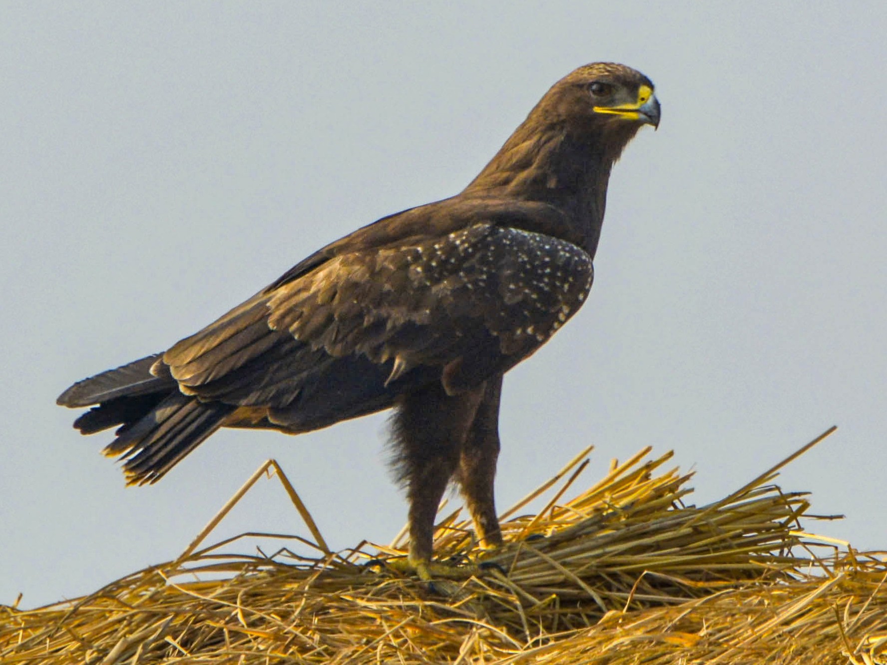 Juvenile Indian Spotted Eagle