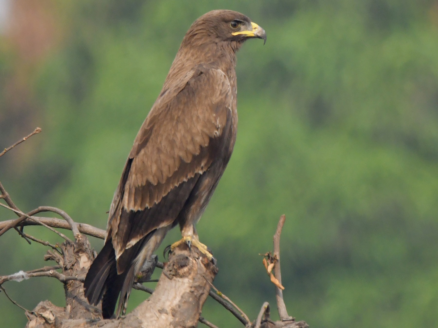 Juvenile Indian Spotted Eagle
