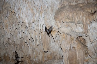Atiu Swiftlet - Aerodramus sawtelli - Birds of the World