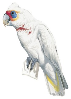 Cacatuidae - Cockatoos - Birds of the World