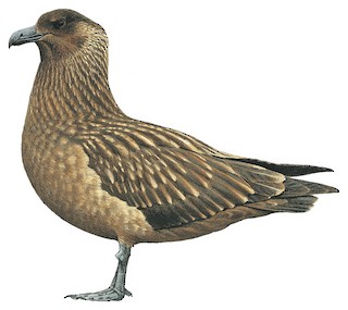 Stercorariidae - Skuas and Jaegers - Birds of the World