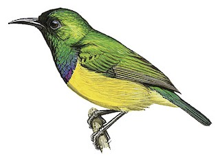 Nectariniidae - Sunbirds and Spiderhunters - Birds of the World