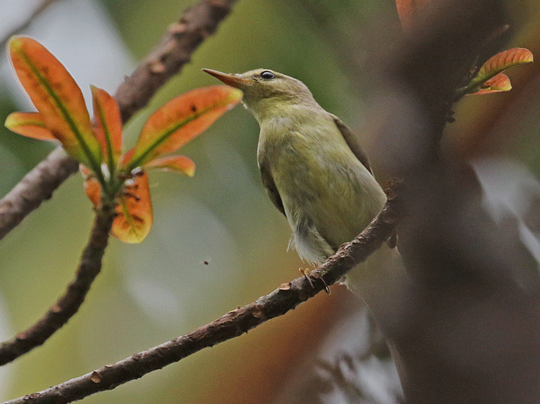 Japanese Leaf Warbler - eBird