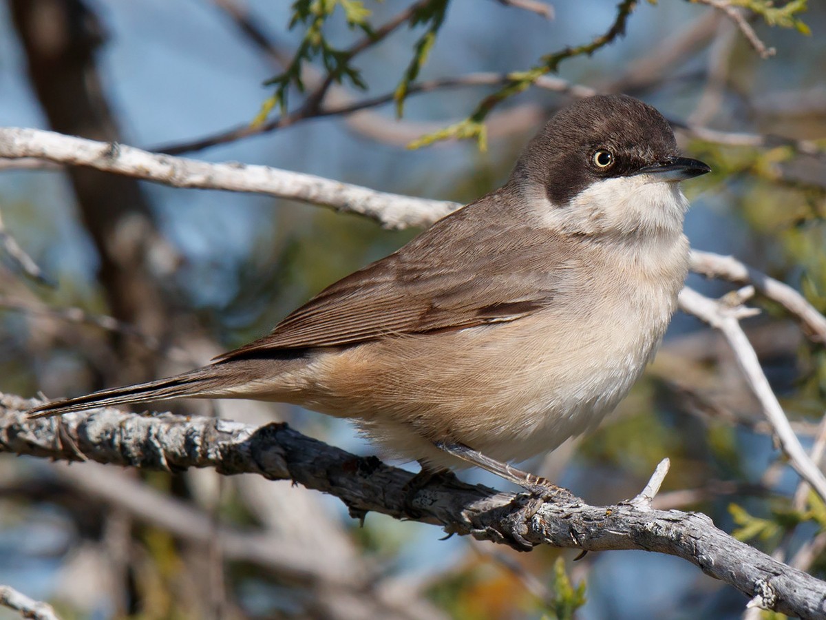Western Orphean Warbler - eBird