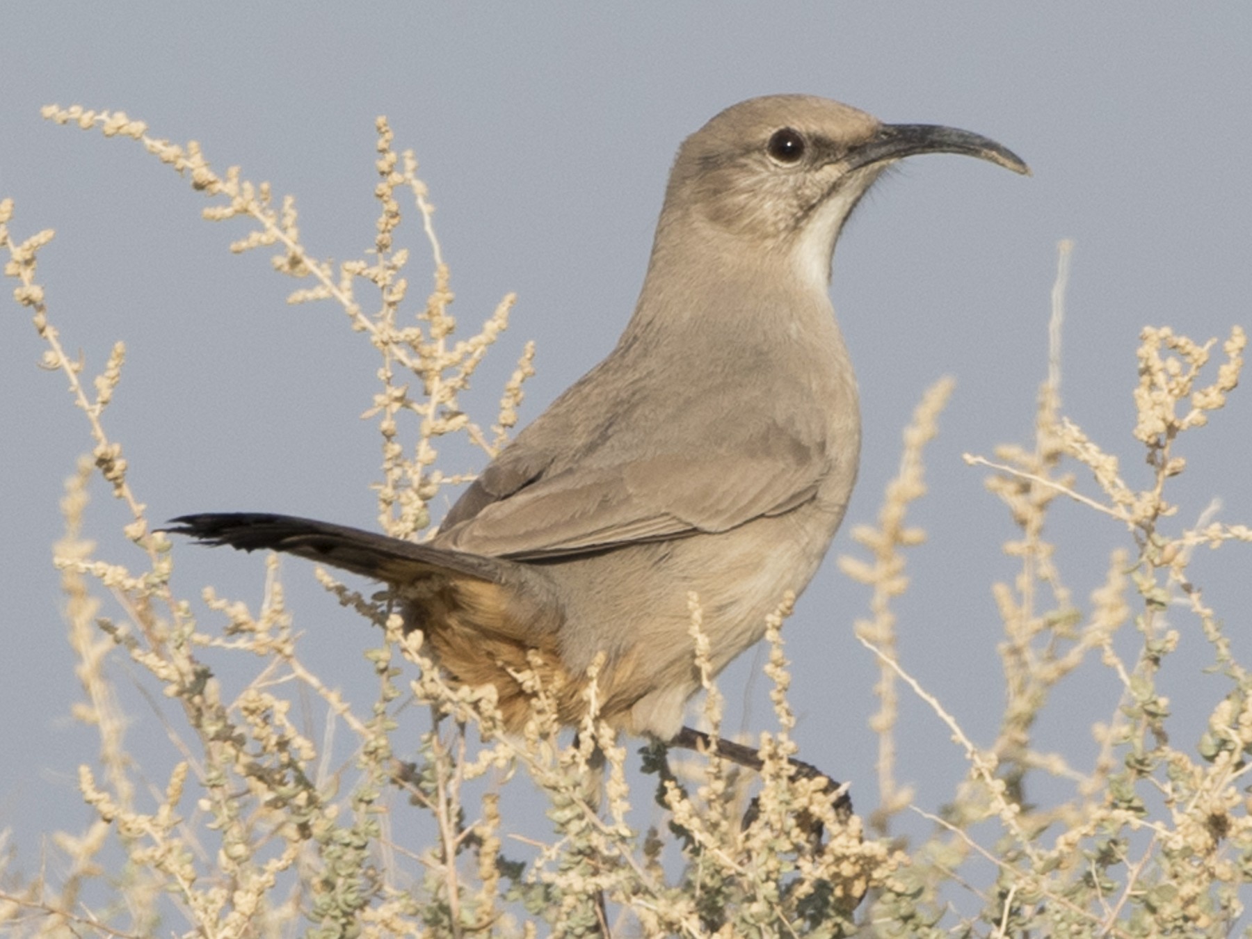 LeConte's Thrasher - eBird