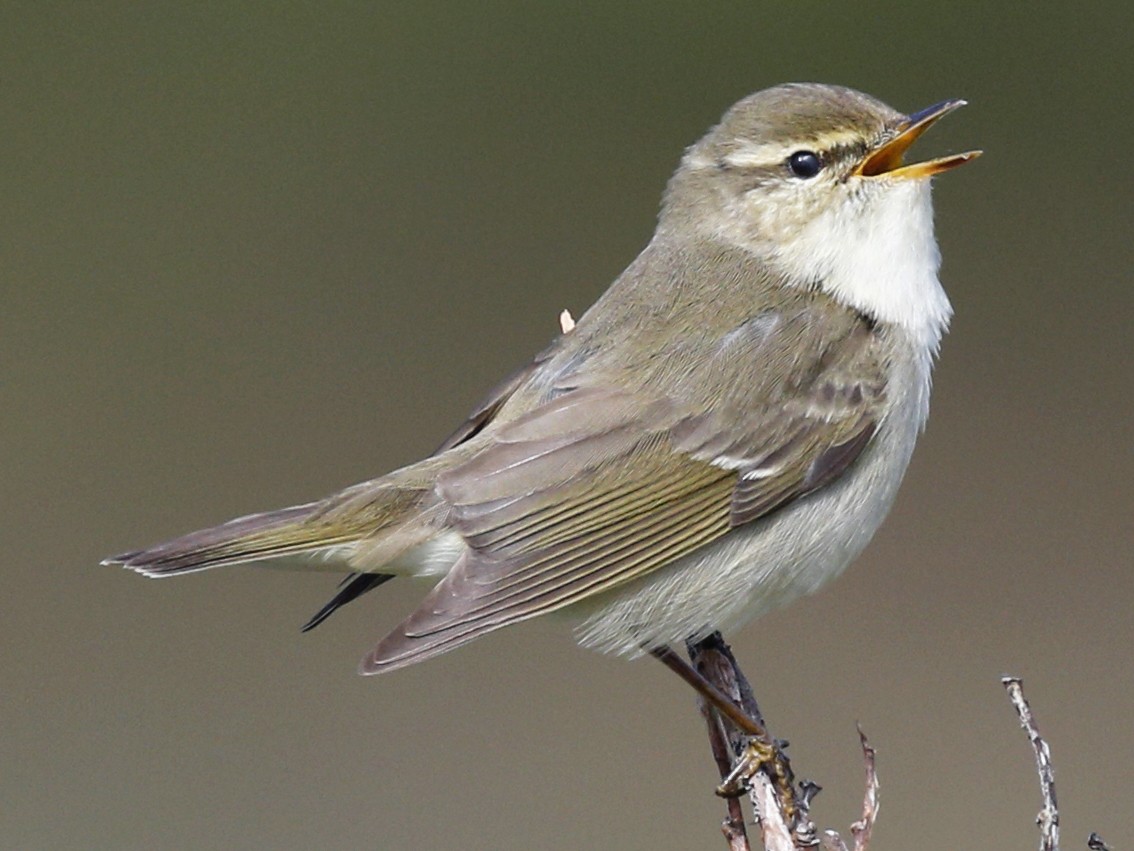 Arctic Warbler - eBird