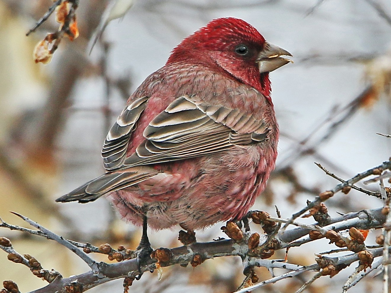 Great Rosefinch - eBird