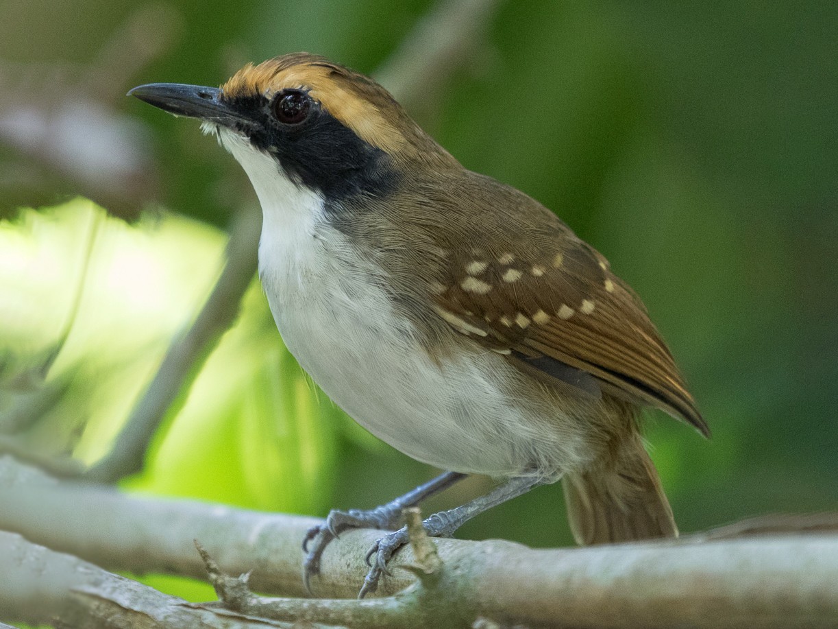 White-browed Antbird - eBird
