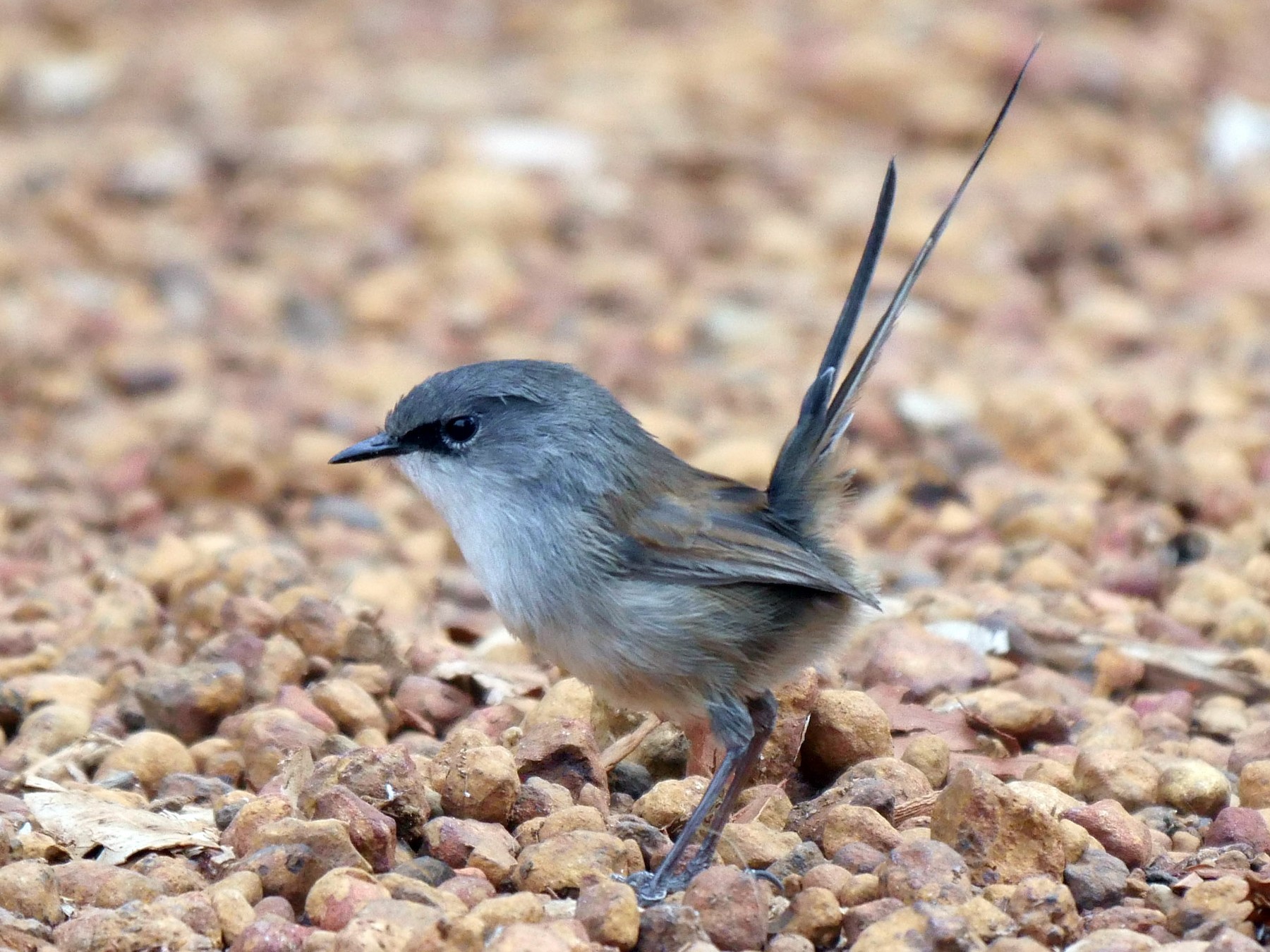 Red-winged Fairywren - eBird