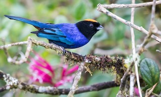 Golden-crowned Tanager - Iridosornis rufivertex - Birds of the World