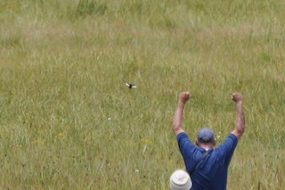 White-winged Flufftail - Sarothrura ayresi - Birds of the World