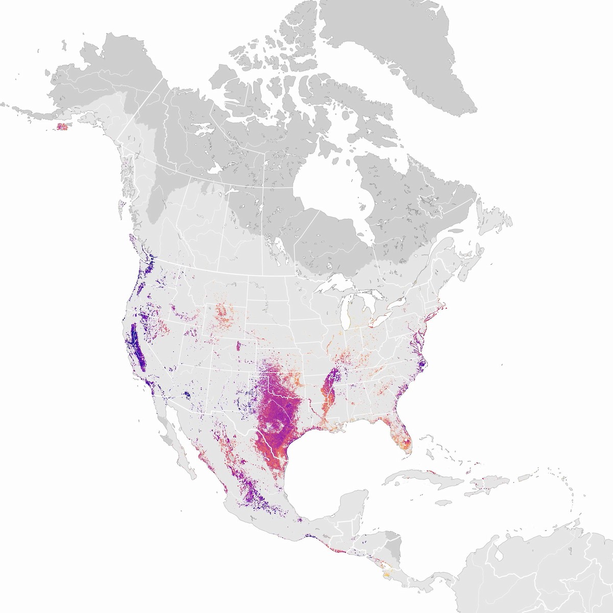 American Wigeon - Abundance animation - eBird Status and Trends