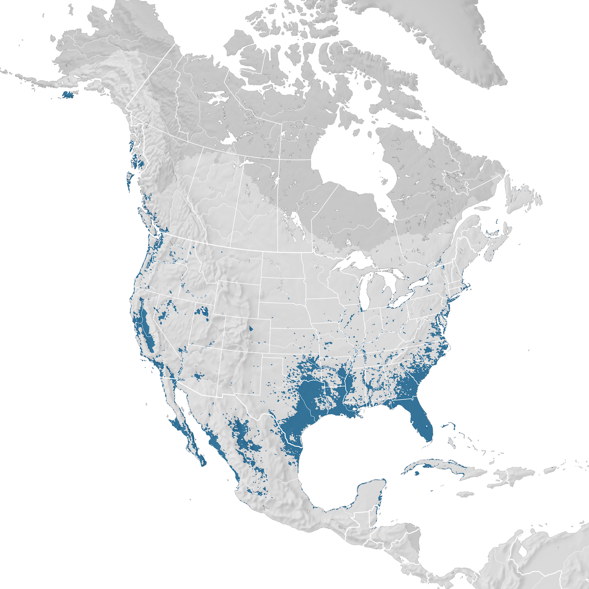 Double-crested Cormorant - Range map: Non-breeding - eBird Status and ...