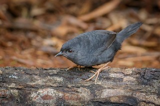 Marsh Tapaculo - Scytalopus iraiensis - Birds of the World