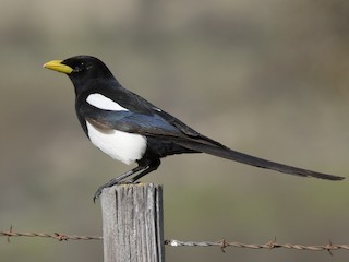 Yellow-billed Magpie - Pica nuttalli - Birds of the World