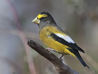 Evening Grosbeak - Coccothraustes vespertinus - Birds of the World