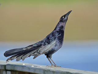 Great-tailed Grackle - Quiscalus mexicanus - Birds of the World