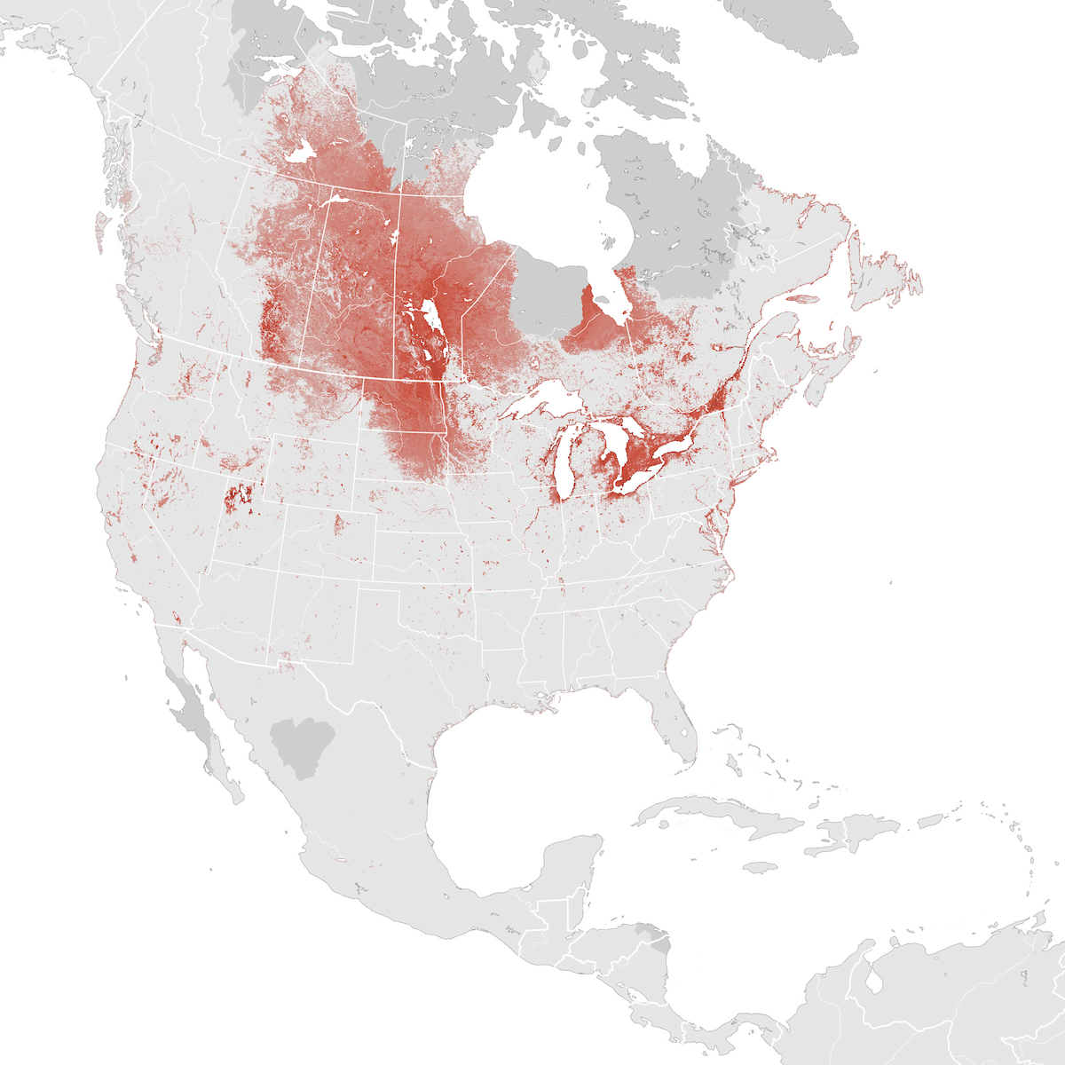 Ring-billed Gull - Abundance map: Breeding - eBird Status and Trends