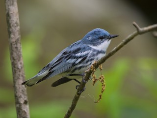 Cerulean Warbler - Setophaga cerulea - Birds of the World