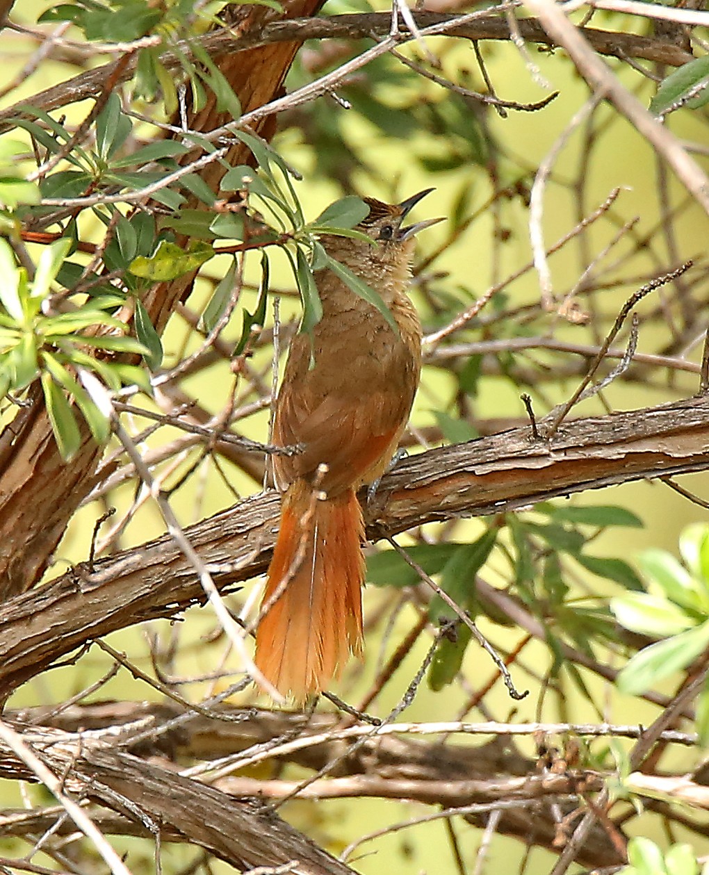 Mantaro Thornbird (undescribed form) - eBird