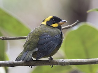 Gold-ringed Tanager - Bangsia aureocincta - Birds of the World