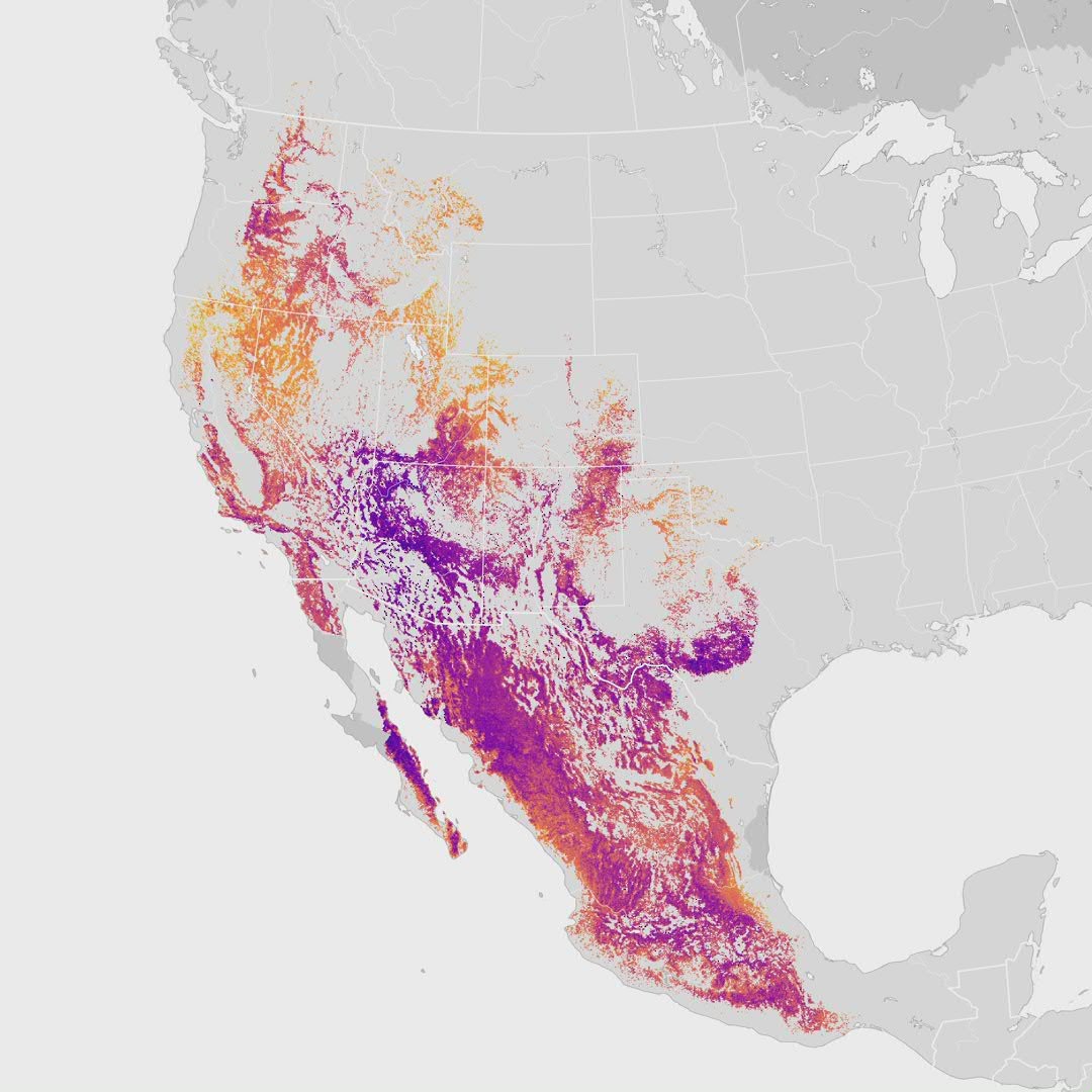 Canyon Wren - Abundance animation - eBird Status and Trends