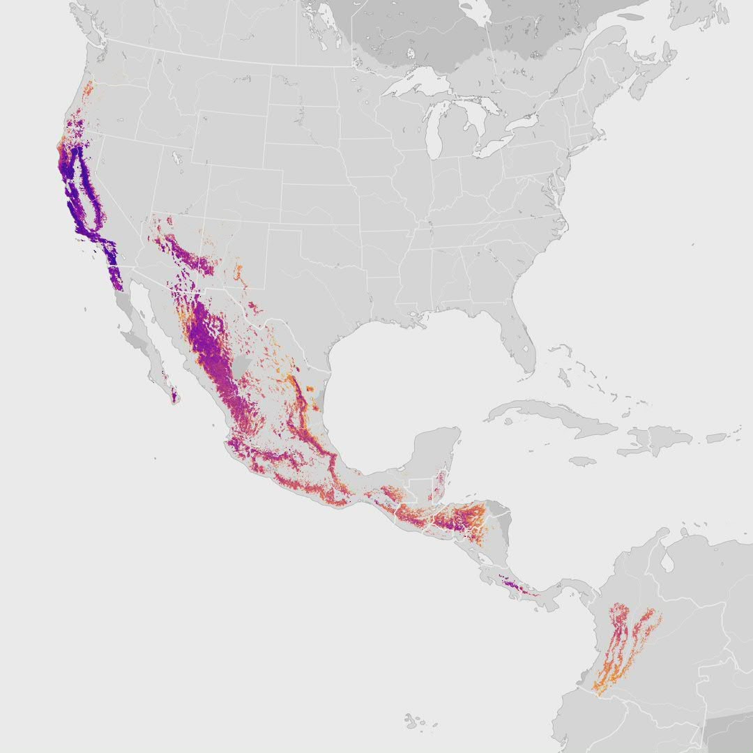 Acorn Woodpecker - Abundance animation - eBird Status and Trends
