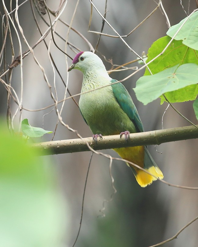 Kosrae Fruit-Dove - eBird