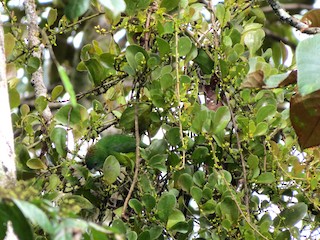 Madarasz's Tiger-Parrot - Psittacella madaraszi - Birds of the World