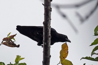 Banggai Crow - Corvus unicolor - Birds of the World