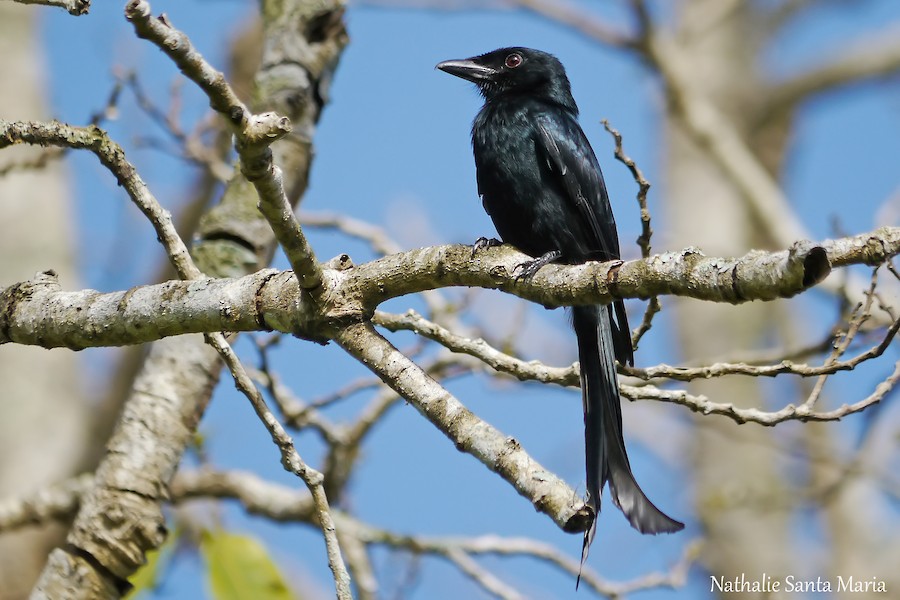 Mayotte Drongo - eBird