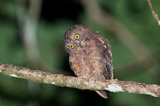 Simeulue Scops-Owl - Otus umbra - Birds of the World