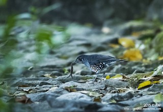Sunda Thrush - Zoothera andromedae - Birds of the World
