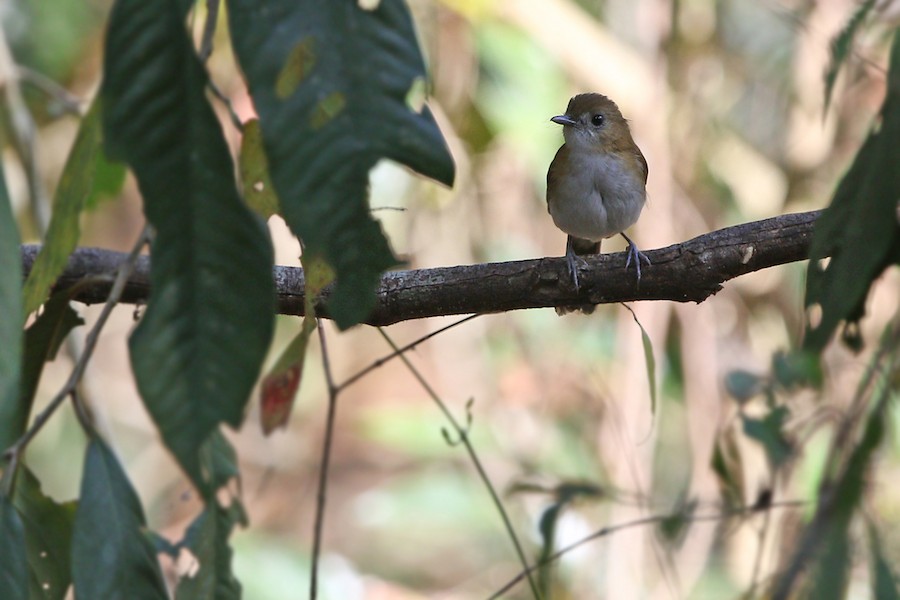 Sumba Flycatcher - eBird