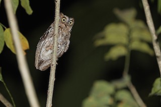Rinjani Scops-Owl - Otus jolandae - Birds of the World