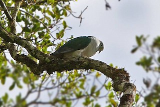 Seram Imperial-Pigeon - Ducula neglecta - Birds of the World